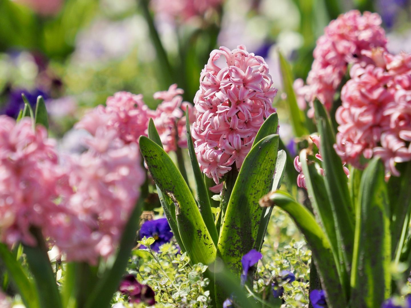 Jácint: a kert egyik legaromásabb virága