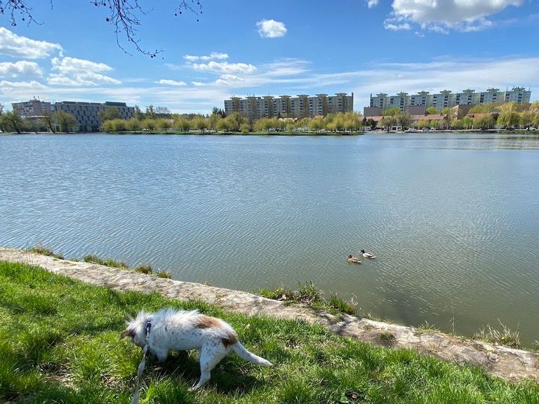 Barna, Béla és a város: fehérvári kacsamesék egy kutya világból a ...